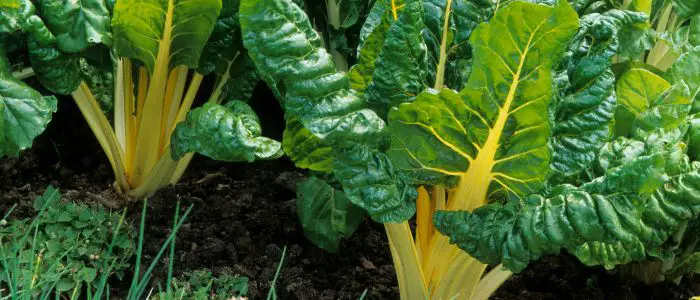 Best Vegetables to Grow in Connecticut (Detailed List)