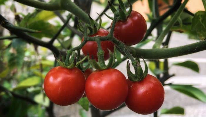 Septoria Leaf Spot of Tomato Plant: Identification, Control ...