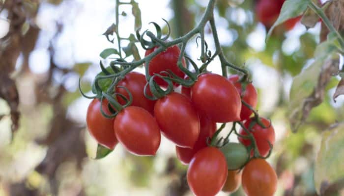 Stemphylium Gray Leaf Spot of Tomato Plant: Prevent & Manage - The ...