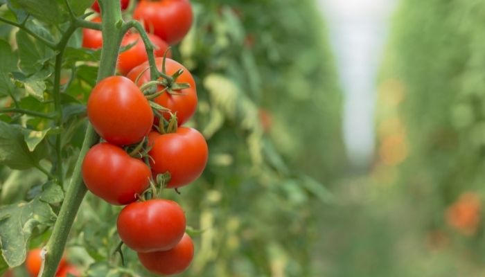 30 Sweetest Tomato Varieties to Choose From (Ultimate List)- The ...