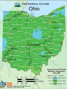 8 Best Trees To Grow In Ohio [Detailed Guide]