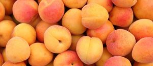 10 Best Fruits to Grow in Minnesota (Detailed Guide)