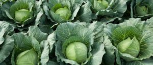 15 Vegetables to Grow in Alaska (Comprehensive Guide)