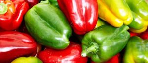 10 Best Vegetables to Grow in New Mexico (Detailed Guide)