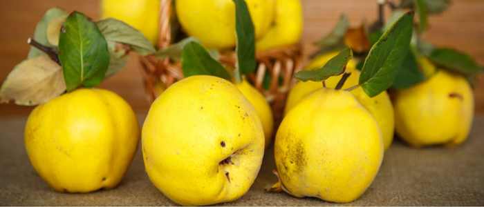11 Best Fruit Trees to Grow in Delaware - The Scientific Gardener
