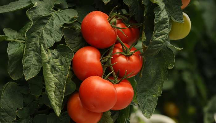 How To Identify Blossom Drop And Control / Prevent Them On Tomato ...