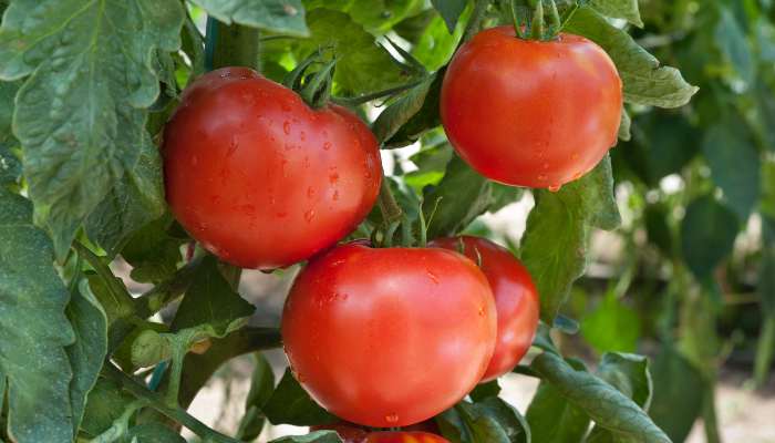 How To Identify, Control & Prevent Blossom End Rot On Tomato Plants (A ...