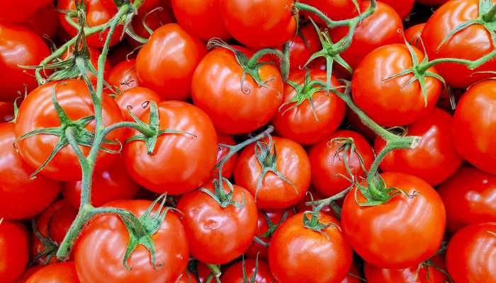 How To Identify, Control & Prevent Corky Root Rot Tomato Plants? - The ...
