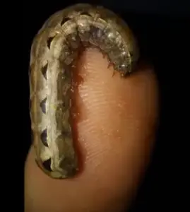 Guide To Identify, Control & Prevent Fruitworms On Tomato Plants - The ...