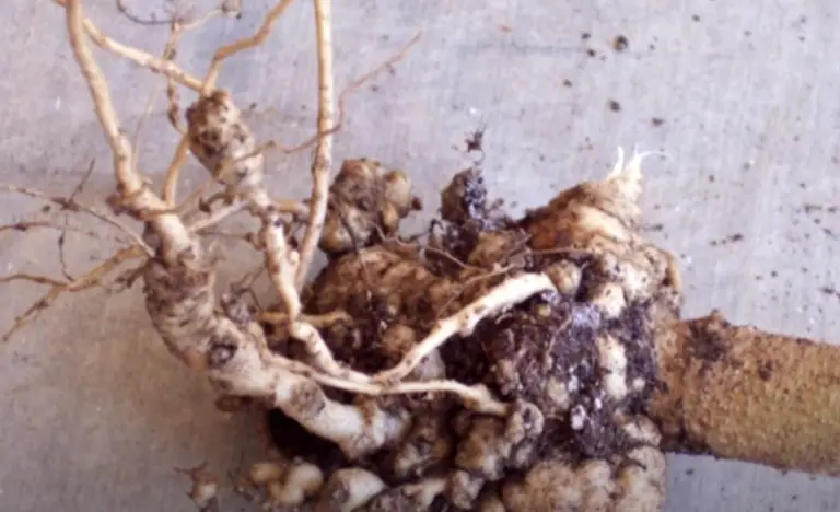 Guide To Identify, Prevent & Control Nematodes On Tomato Plants? - The ...