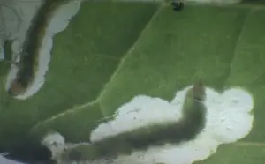 How To Identify Pinworm And Control / Prevent Them On Tomato Plants ...