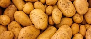 15 Best Vegetables to Grow in South Carolina (Detailed Guide)