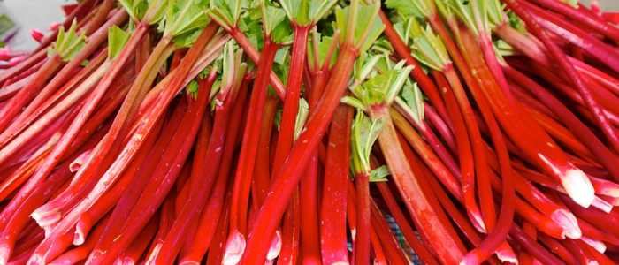 Best Vegetables to Grow in Wyoming (Detailed Guide)