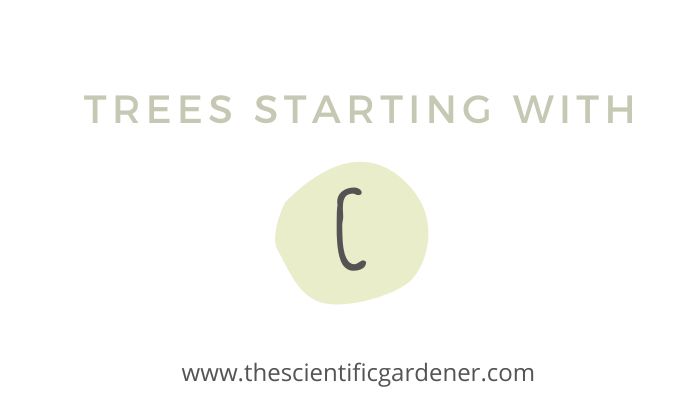 46 Tree Names Starting With C (Detailed Guide)