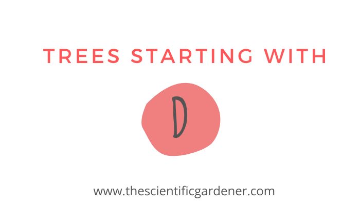 14 Tree Names Starting With D (Detailed Guide)