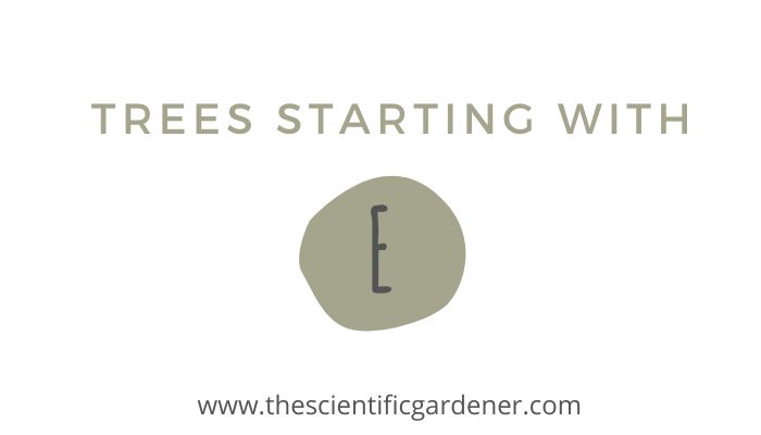 Tree Names Starting With E - The Scientific Gardener