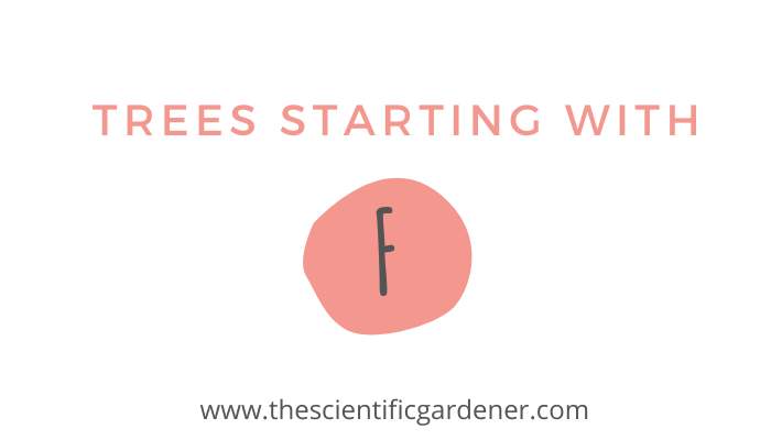 15 Tree Names Starting With F - The Scientific Gardener