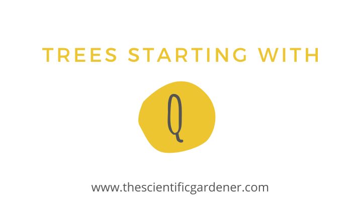 8 Tree Names Starting With Q - The Scientific Gardener