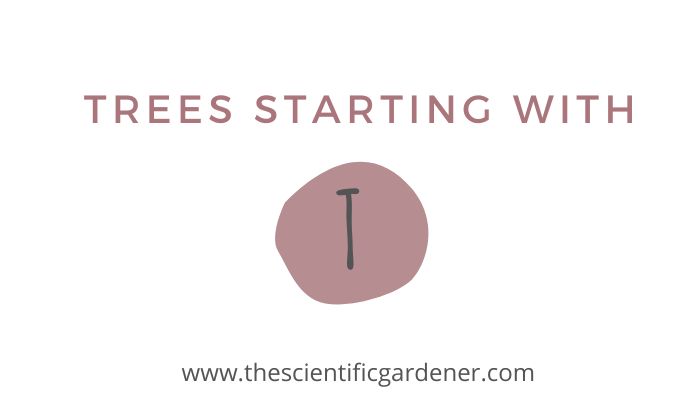 13 Tree Names Starting With T (Detailed Guide)
