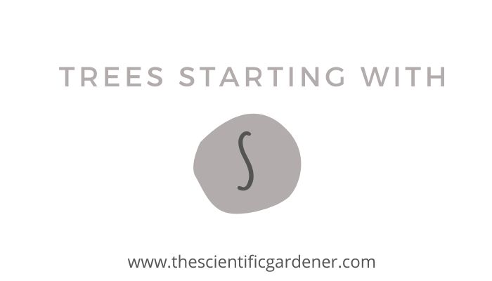 Tree Names Starting With Letter S - The Scientific Gardener