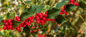 15 Best Trees to Plant in Delaware (Detailed Guide)