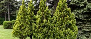 15 Best Trees to Plant in Delaware (Detailed Guide)