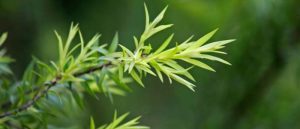 15 Best Trees to Plant in Delaware (Detailed Guide)