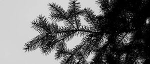 15 Best Trees to Plant in Alaska (Detailed Guide)