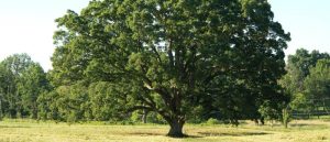15 Best Trees to Plant in Oklahoma (Comprehensive List)