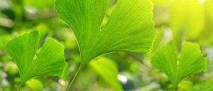15 Best Trees to Plant in Delaware (Detailed Guide)