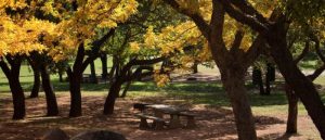 15 Best Trees to Plant in Colorado - The Scientific Gardener