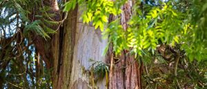 15 Best Trees to Plant in Alaska (Detailed Guide)